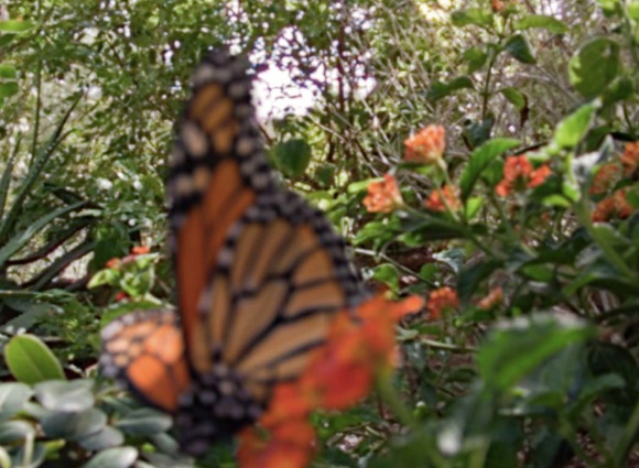 Meet Lytro, the Light-Field Camera that Snaps 4D Pics | TIME.com