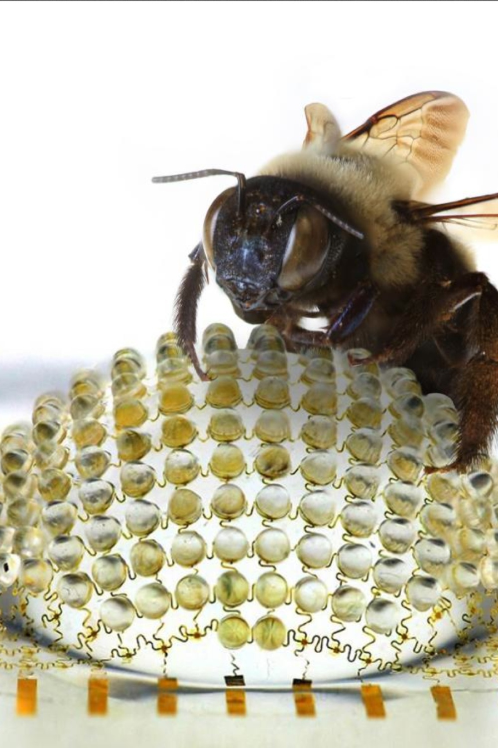 Finally, a Digital Camera That Lets You See Like a Bug | TIME.com